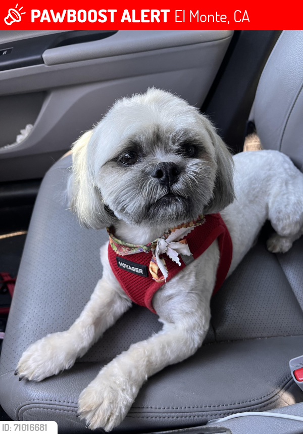 El Monte, CA Lost Male Dog, Chiquis Is Missing | PawBoost