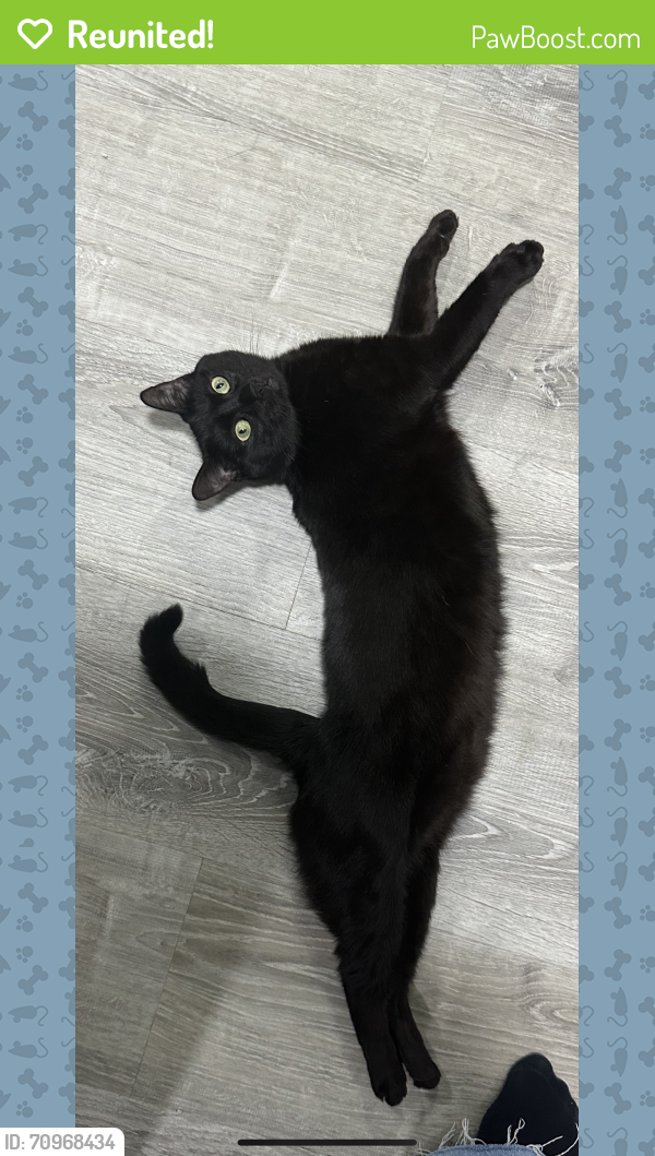 Reunited Female Cat in Canton, MI 48188 (ID: 70968434) | PawBoost