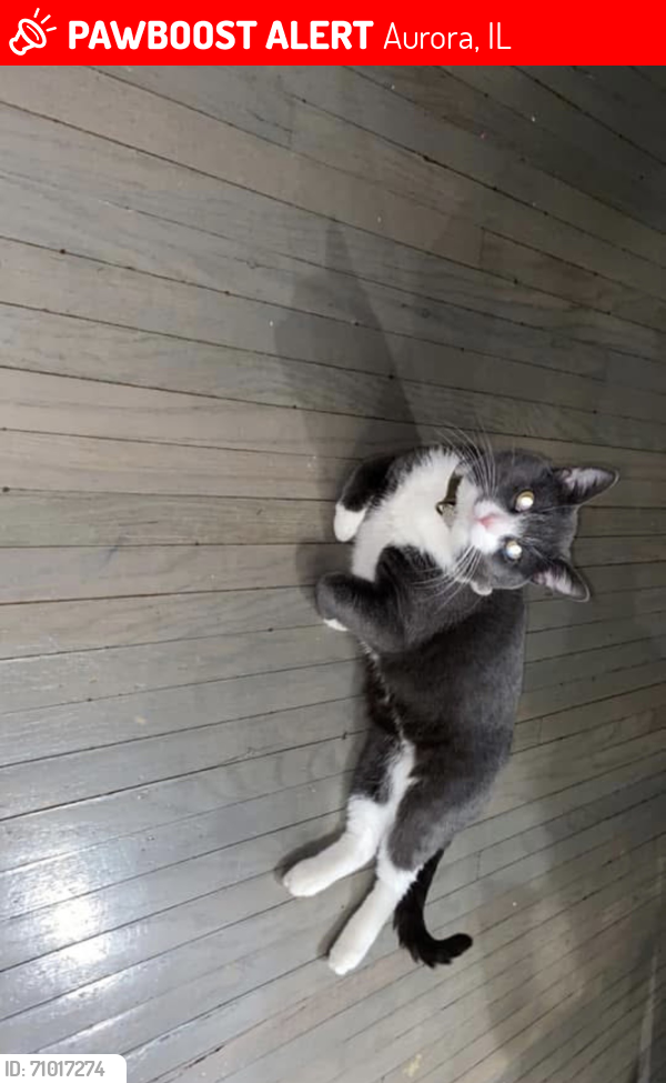 Aurora, IL Lost Male Cat, Poppi Is Missing | PawBoost