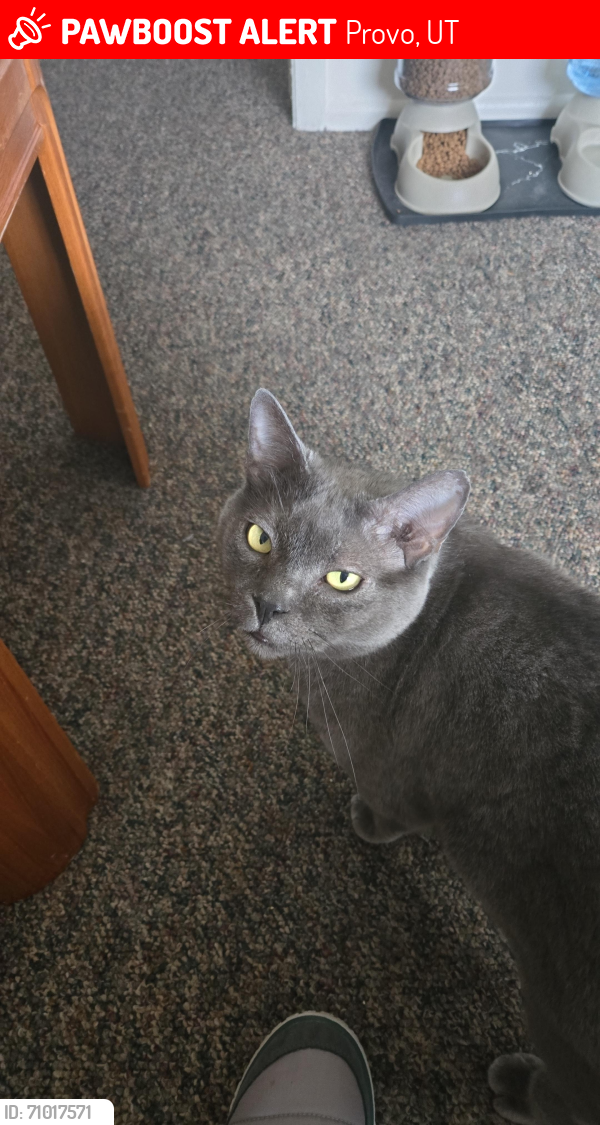 Provo, UT Lost Male Cat, Fred Is Missing | PawBoost