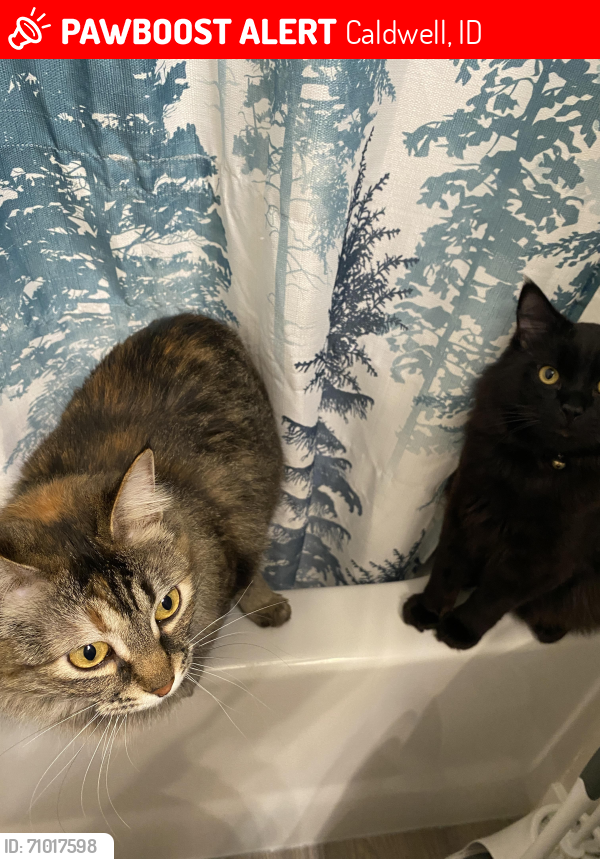 Caldwell, ID Lost Female Cat, Reese Is Missing | PawBoost