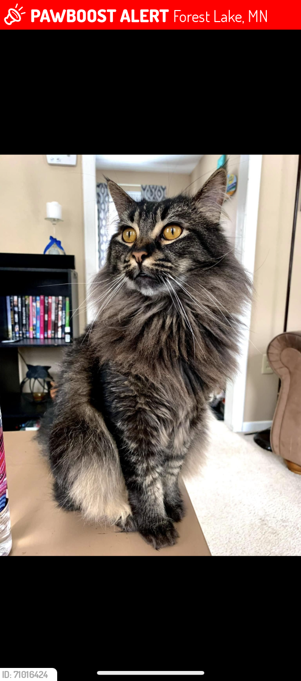 Forest Lake, MN Lost Male Cat, Loki Is Missing | PawBoost