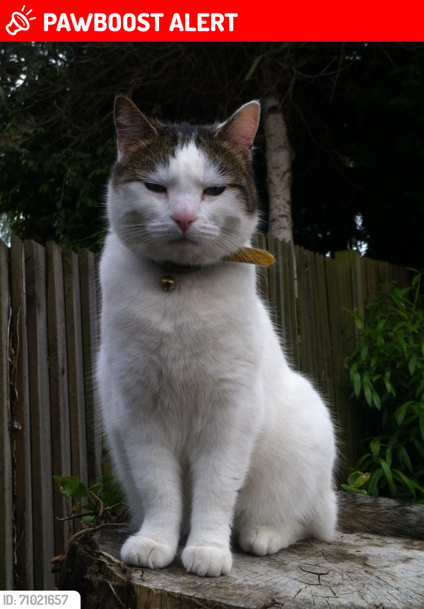 Greater London, England Lost Female Cat, Snowflakes Is Missing | PawBoost