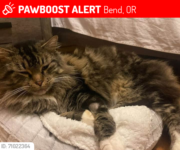 Bend, OR Lost Male Cat, Leo Is Missing | PawBoost
