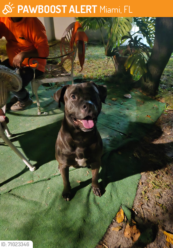 Miami, FL Stray Male Dog Found Near Flagler st | PawBoost
