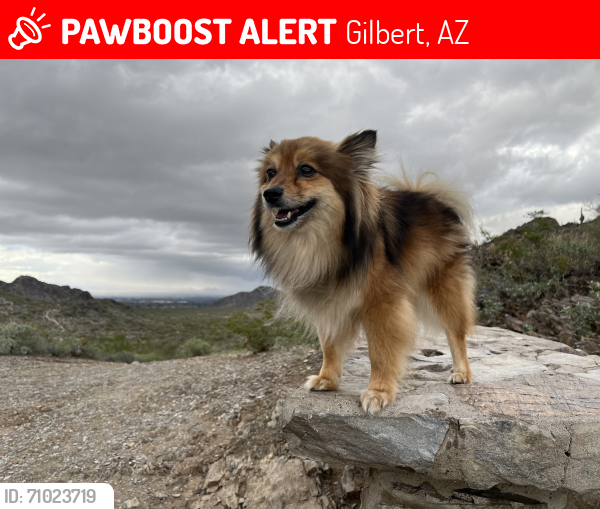 Gilbert, AZ Lost Female Dog, Miggy Is Missing | PawBoost