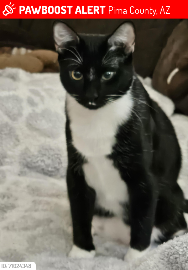 Pima County, AZ Lost Male Cat, Oreo Is Missing | PawBoost