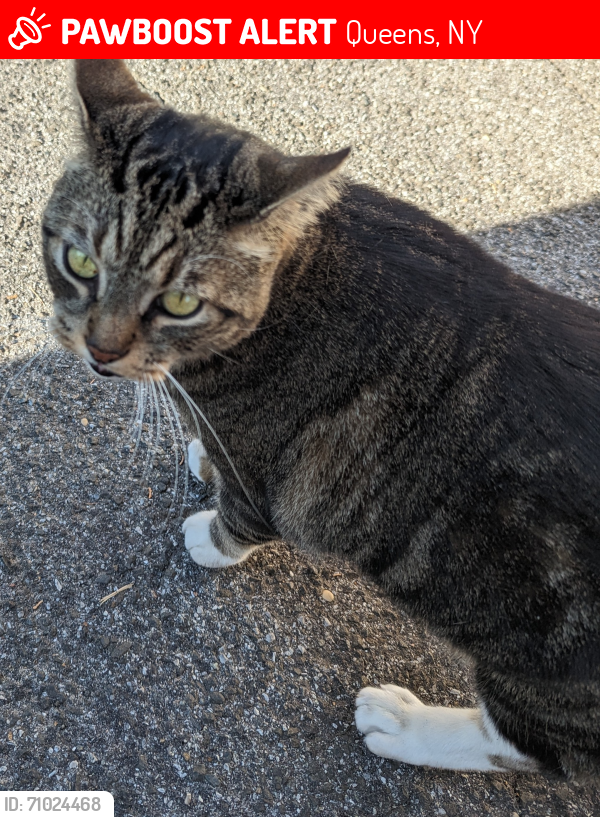 Queens, NY Lost Male Cat, Tommy Is Missing | PawBoost