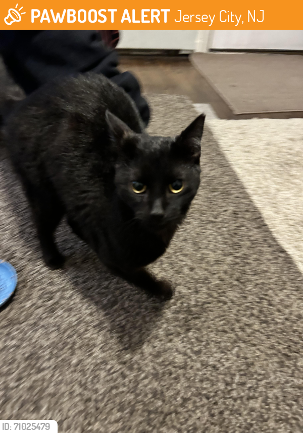 Jersey City, NJ Stray Cat Found Near Wallis Ave | PawBoost