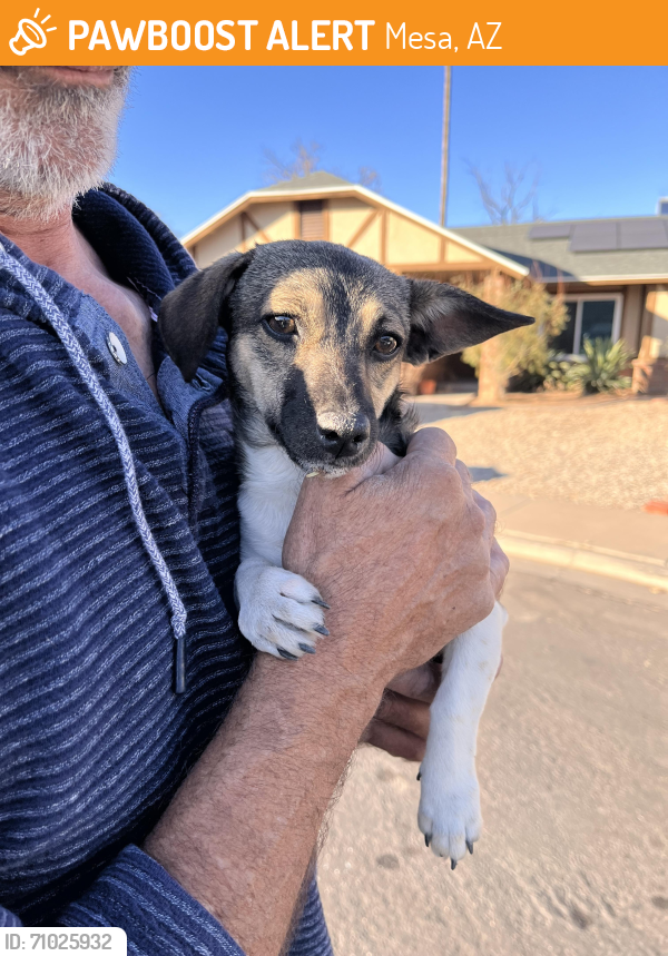 Mesa, AZ Stray Dog Found Near Southern and Val vista | PawBoost