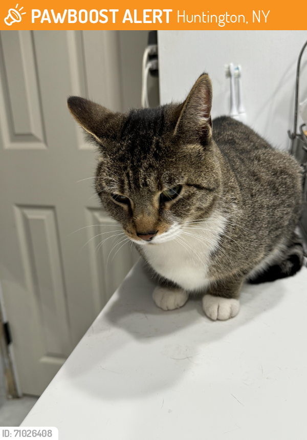 Huntington, NY Stray Cat Found Near lanseing/burr rd | PawBoost