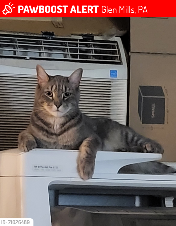 Glen Mills, PA Lost Male Cat, Gadget Is Missing | PawBoost