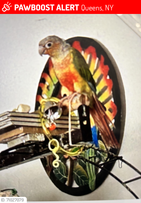 Queens, NY Lost Bird, Cookoo Is Missing | PawBoost