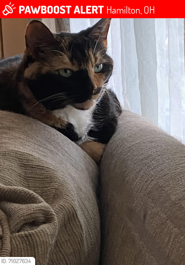 Hamilton, OH Lost Female Cat, Chelsea Is Missing | PawBoost