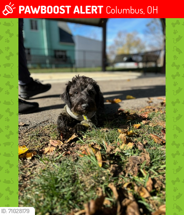 Columbus, OH Lost Male Dog, Milo Is Missing | PawBoost