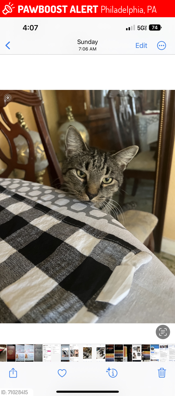 Philadelphia, PA Lost Male Cat, Sema Is Missing | PawBoost