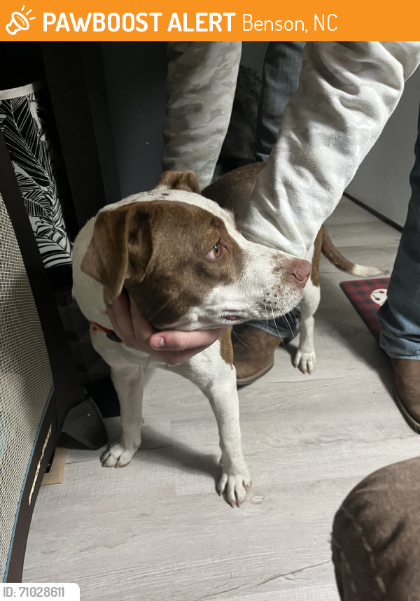 Benson, NC Stray Female Dog Found Near Godwin Lake Rd near meadow lights in the road | PawBoost