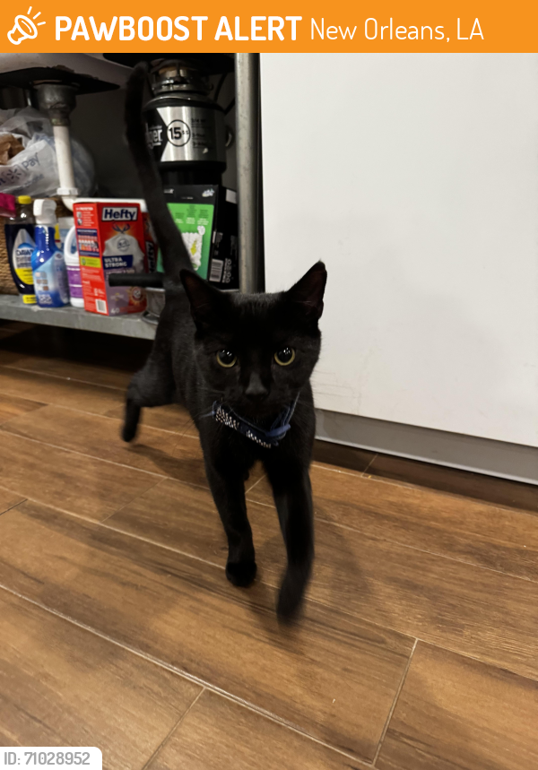 New Orleans, LA Stray Cat Found Near Jena St. | PawBoost
