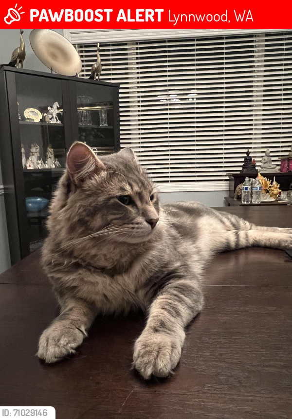 Lynnwood, WA Lost Male Cat, Bemo Is Missing | PawBoost