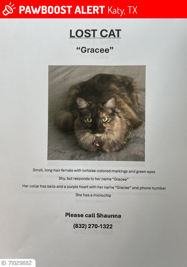 Katy, TX Lost Female Cat, Gracee Is Missing | PawBoost