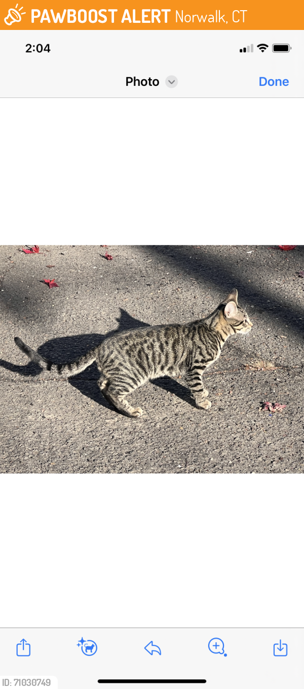 Norwalk, CT Stray Cat Found Near Lockwood Lane | PawBoost