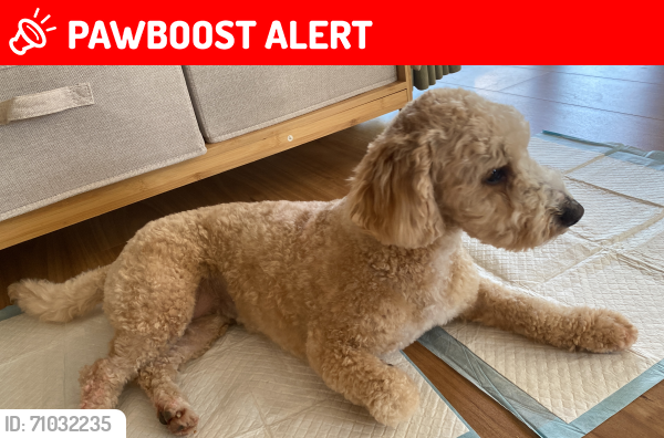 Ringwood North, VIC Lost Female Dog, Moka Is Missing | PawBoost