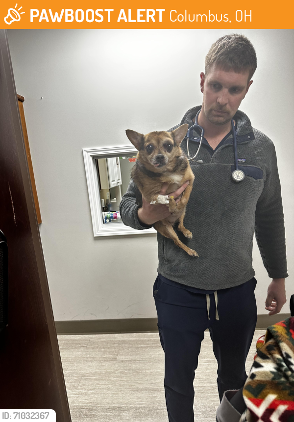 Columbus, OH Stray Dog Found Near Saville row and Westervile rd | PawBoost