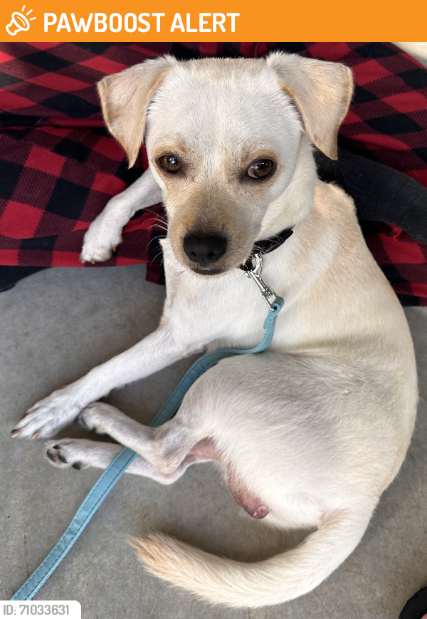 North Miami Beach, FL Stray Male Dog Found Near 163rd st and 11th ave ...