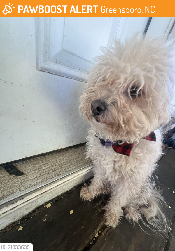 Greensboro, NC Stray Male Dog Found Near Near s elm Eugene st | PawBoost