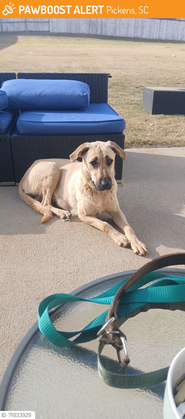 Pickens, SC Stray Female Dog Found Near Middle of road on 178 in ...