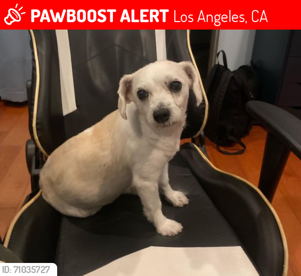 Los Angeles, CA Lost Male Dog, Charlie Is Missing | PawBoost