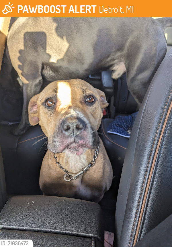 Detroit, MI Stray Female Dog Found Near East McNichols and Van Dyke ...