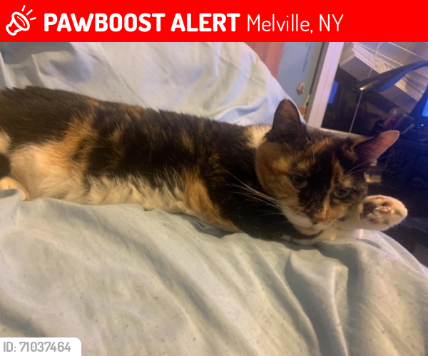 Melville, NY Lost Female Cat, Brindy, Bri Ma Is Missing | PawBoost
