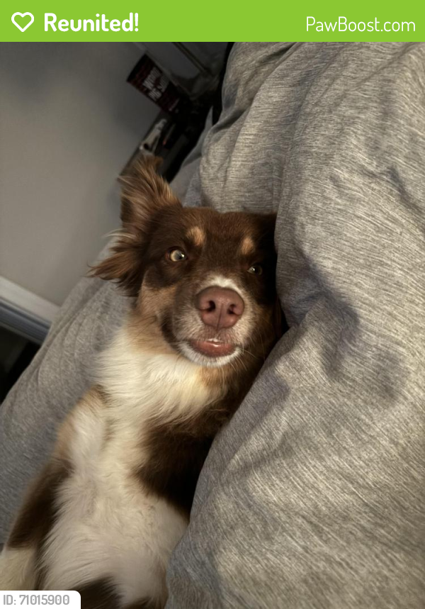 Reunited Female Dog in Fayetteville, AR 72704 (ID: 71015900) | PawBoost