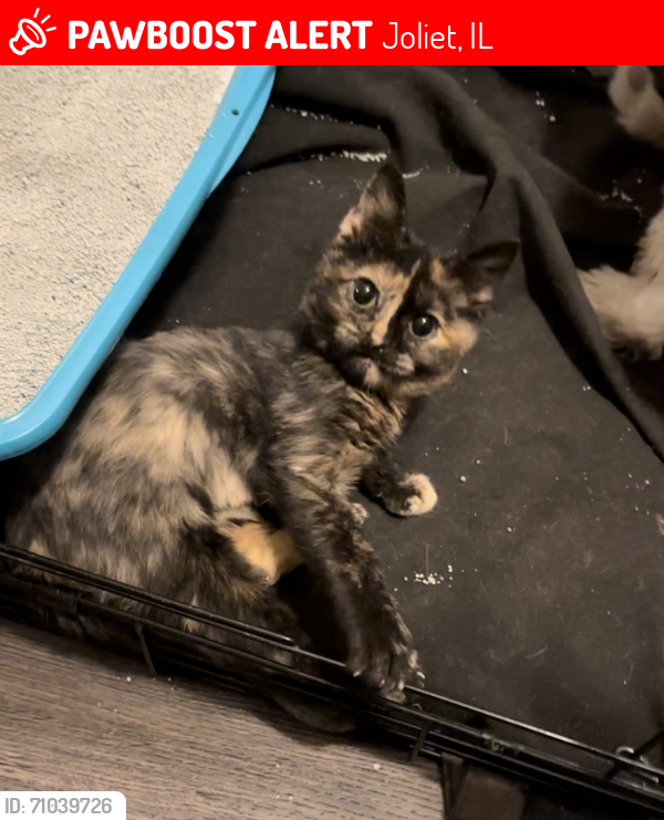 Joliet, IL Lost Female Cat, Matcha Is Missing | PawBoost