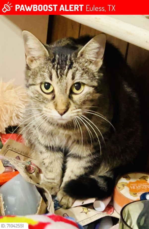 Euless, TX Lost Female Cat, Muddcat Is Missing | PawBoost