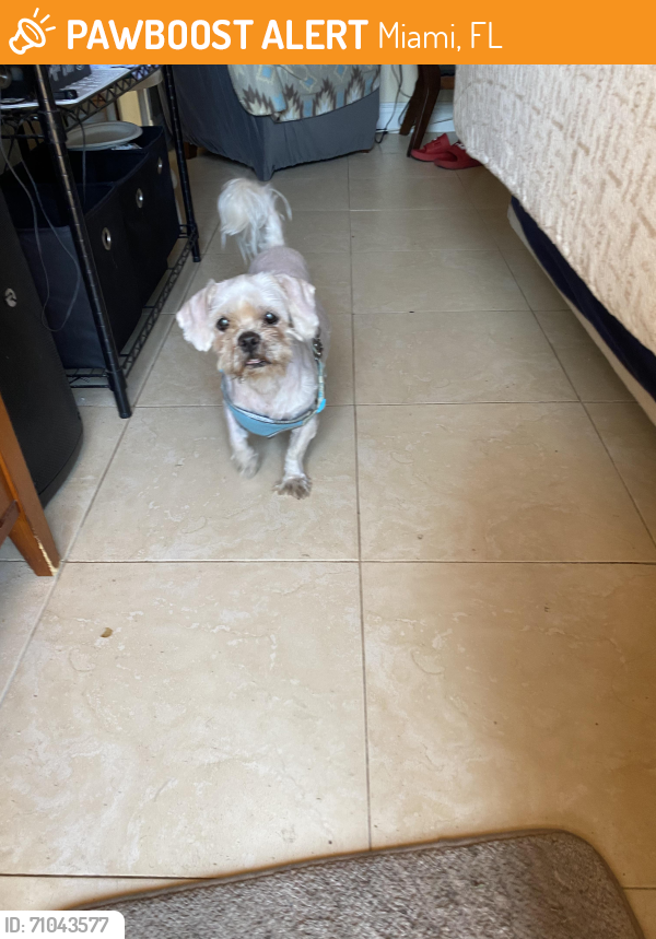 Miami, FL Stray Male Dog Found Near Near ave | PawBoost