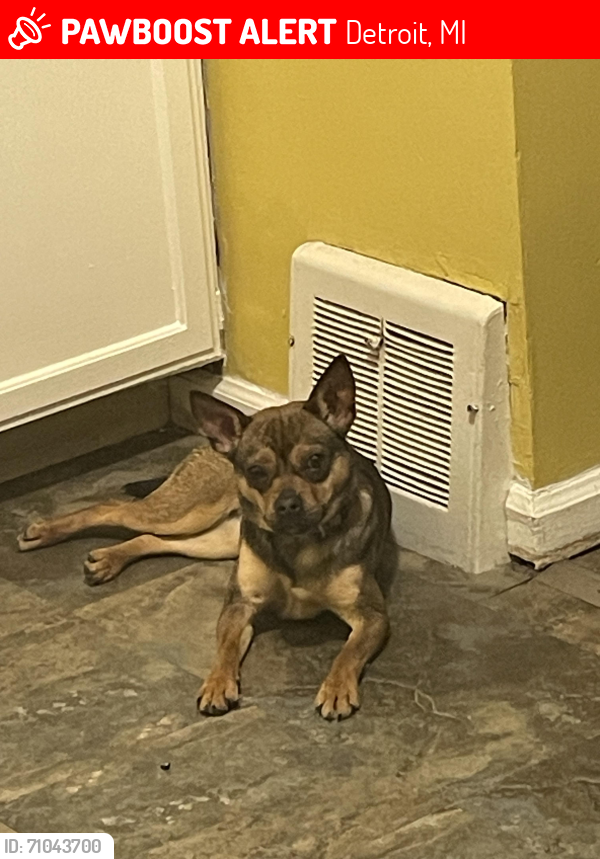 Detroit, MI Lost Female Dog, Princess Is Missing | PawBoost