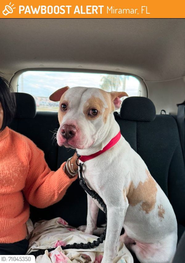 Miramar, FL Stray Male Dog Found Near Douglas road | PawBoost