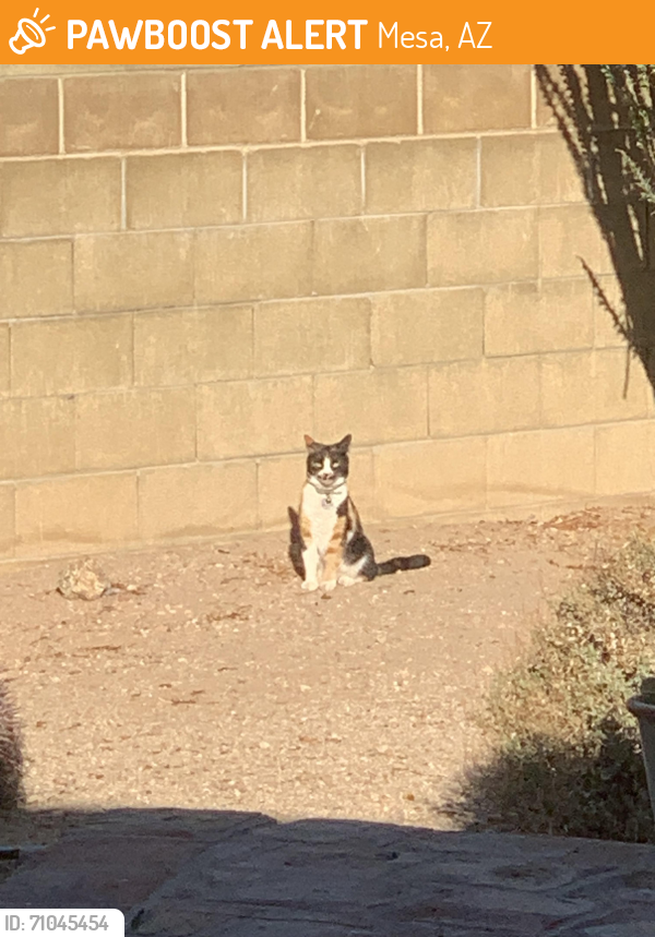 Mesa, AZ Stray Cat Found Near Near n Ramada cir | PawBoost