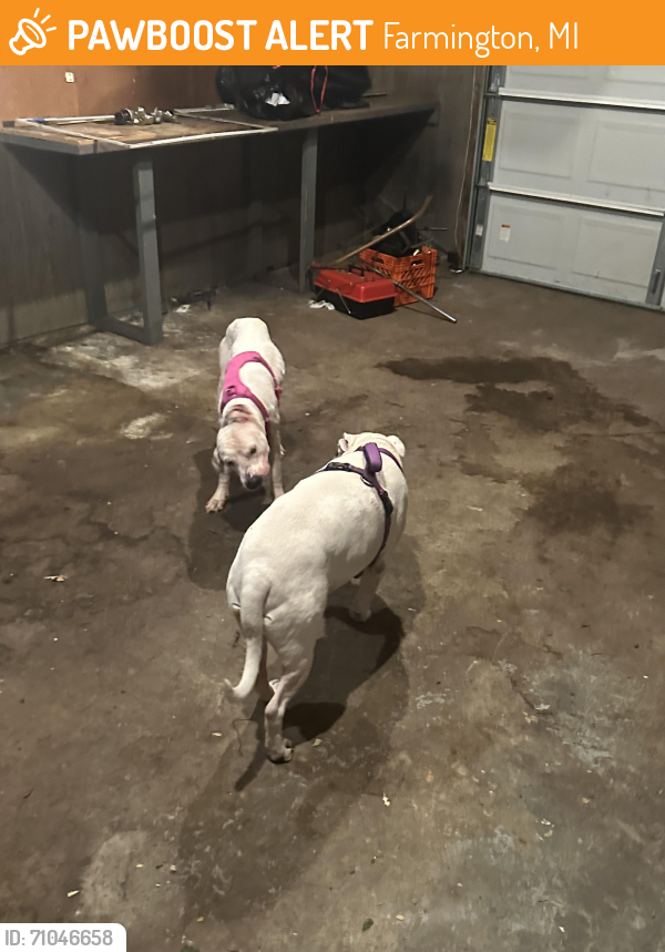 Farmington, MI Stray Dog Found Near Near shiawasee | PawBoost