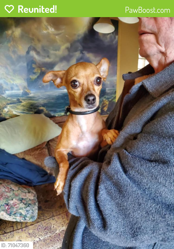 Reunited Dog in Burien, WA 98166 (ID: 71047360) | PawBoost