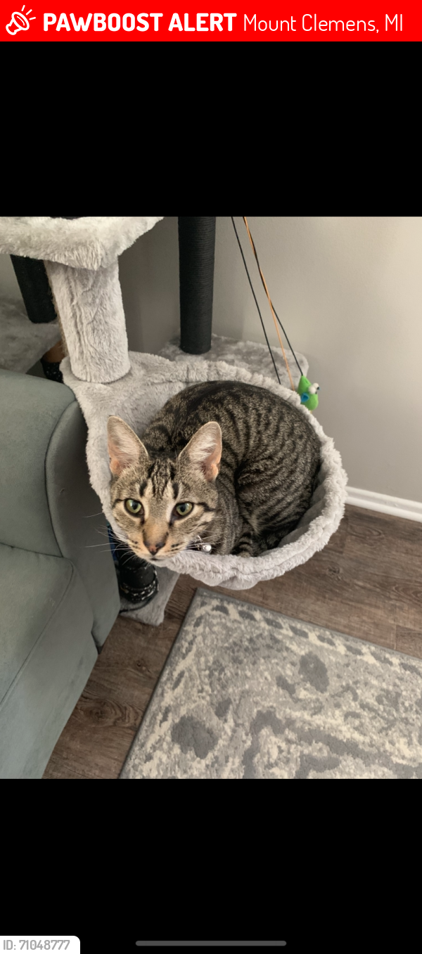 Mount Clemens, MI Lost Male Cat, Scrim Is Missing | PawBoost