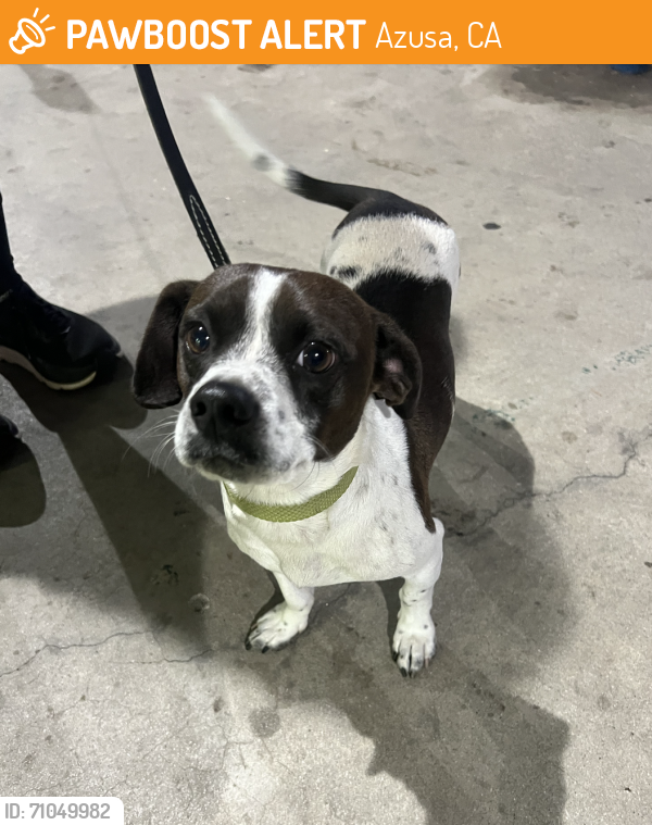 Azusa, CA Stray Male Dog Found Near Gladstone Park | PawBoost