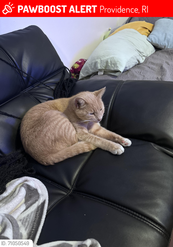 Providence, RI Lost Male Cat, Queijo Is Missing | PawBoost