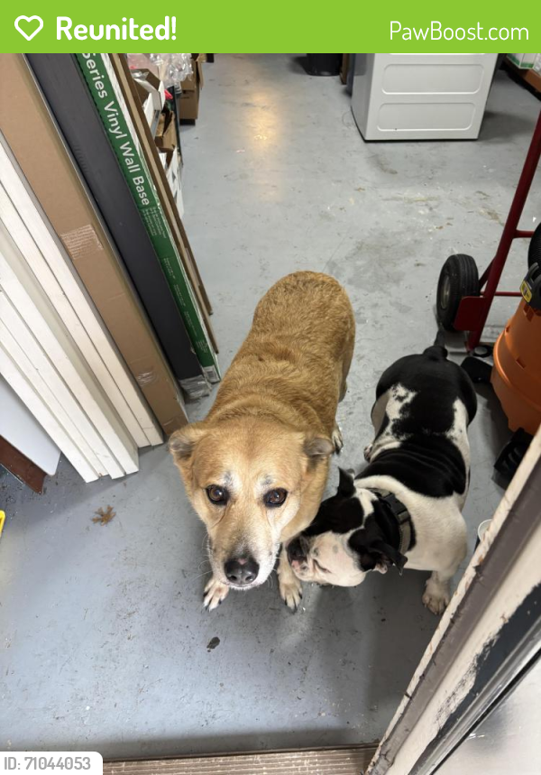 Reunited Dog in Lewisville, TX 75067 (ID: 71044053) | PawBoost