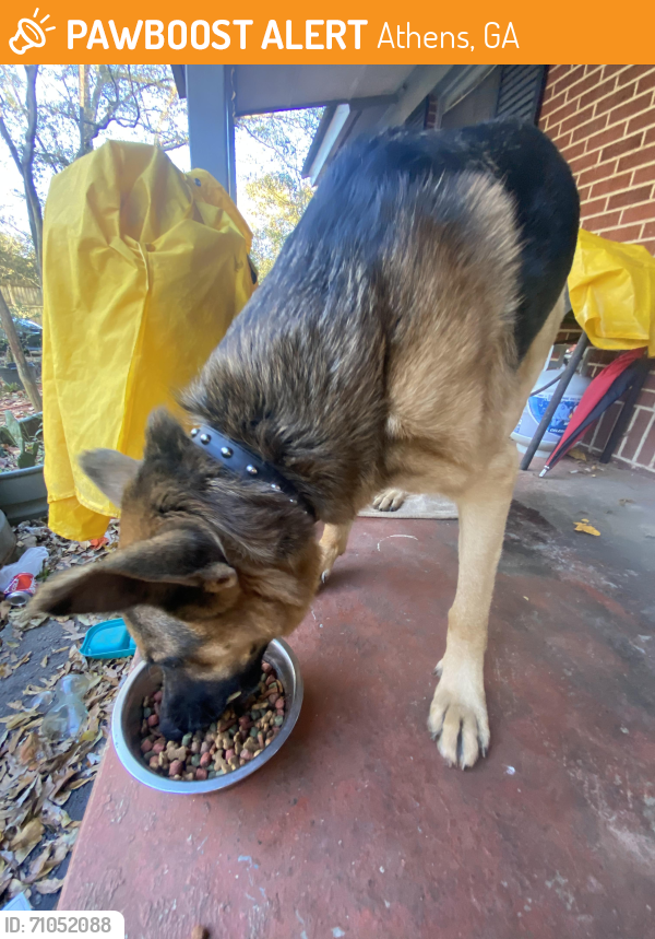 Athens, GA Stray Male Dog Found Near Lowes on Lexington rd | PawBoost