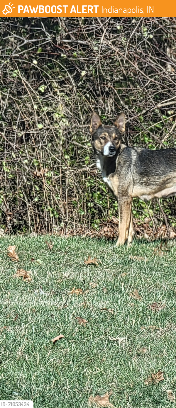 Indianapolis, IN Stray Female Dog Found Near Twin Oaks subdivision ...