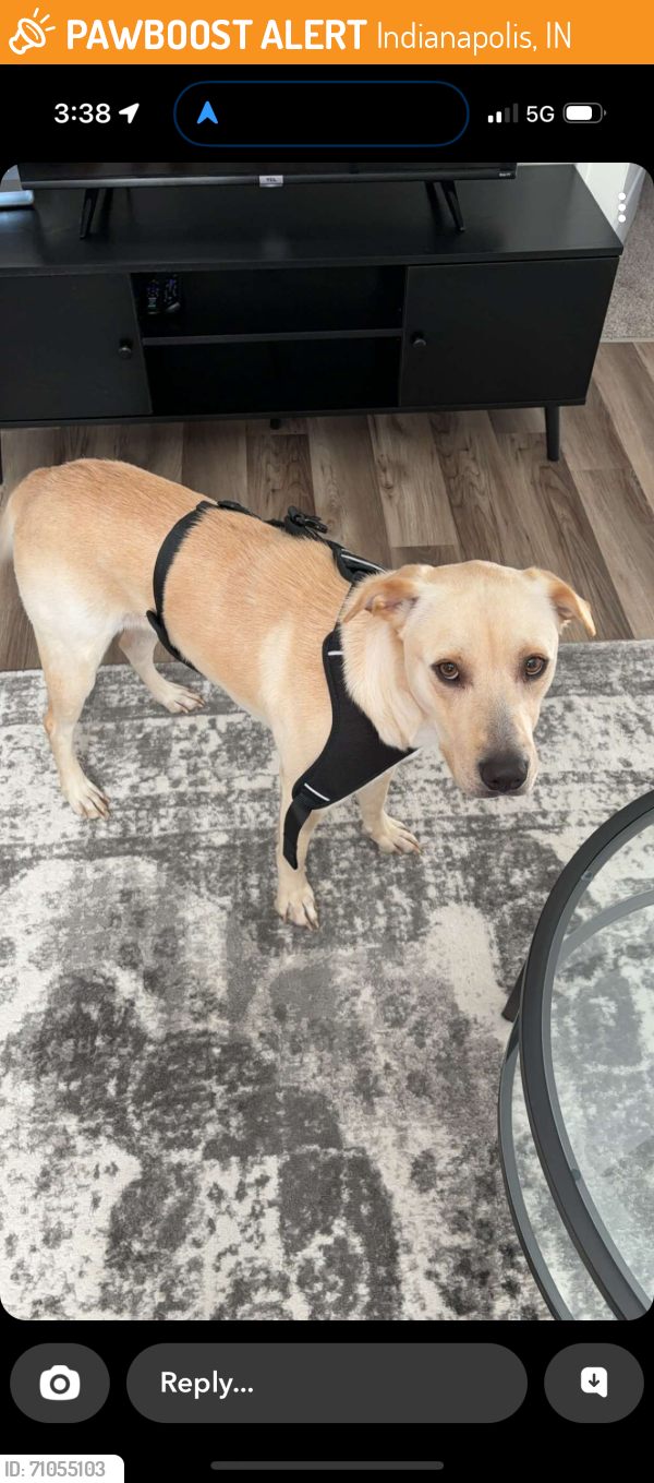 Indianapolis, IN Stray Male Dog Found Near East 46th st | PawBoost