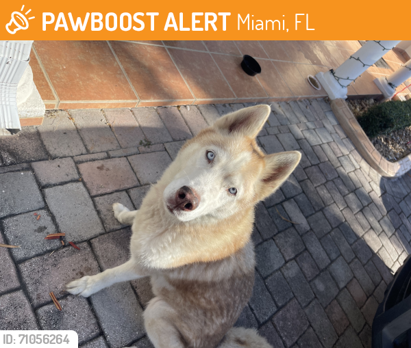 Miami, FL Stray Male Dog Found Near 47th st miami fl 33165 | PawBoost
